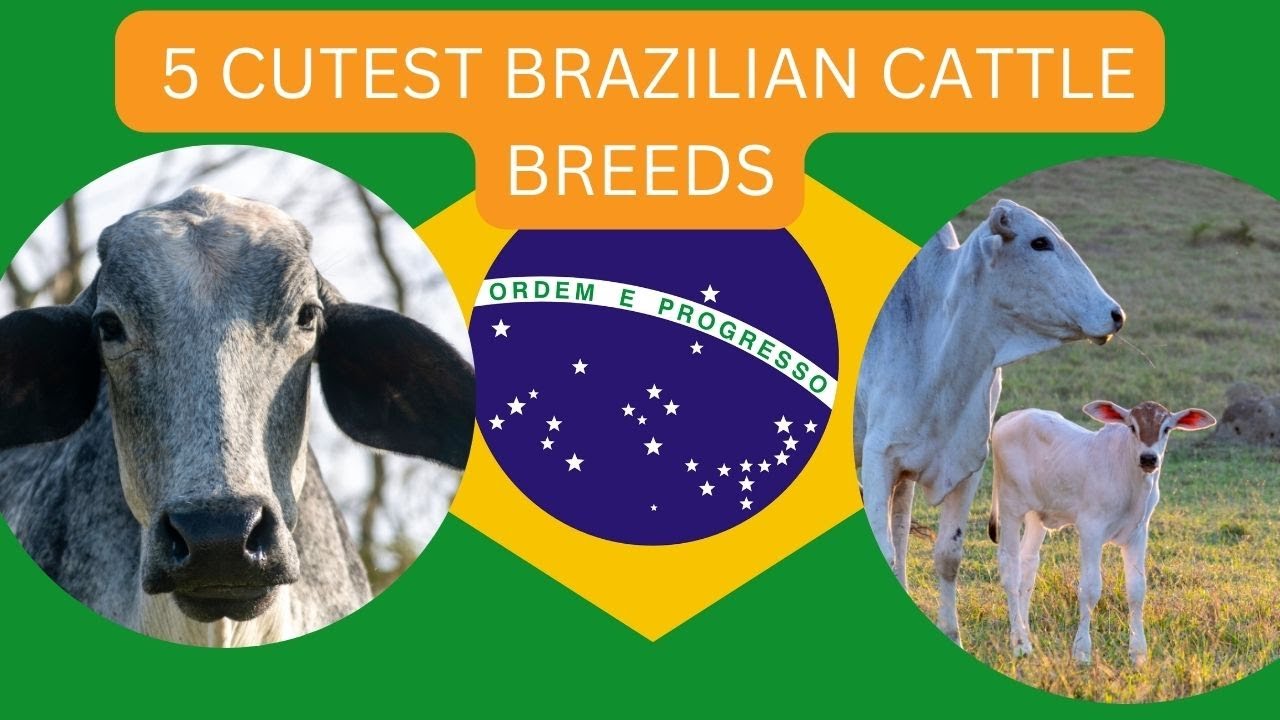 5 Cutest Brazilian Cattle Breeds, Facts About Brazilian Cattle Breeds ...