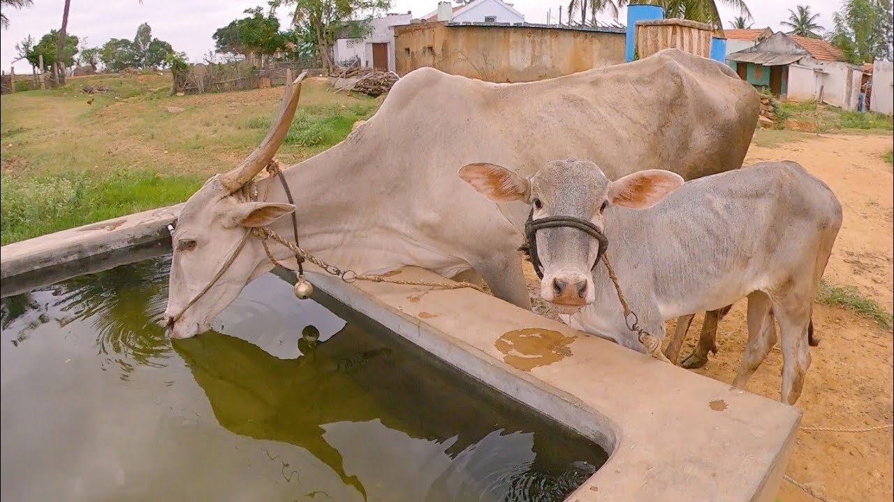 Hallikar cow available for 48 thousands - YouTube