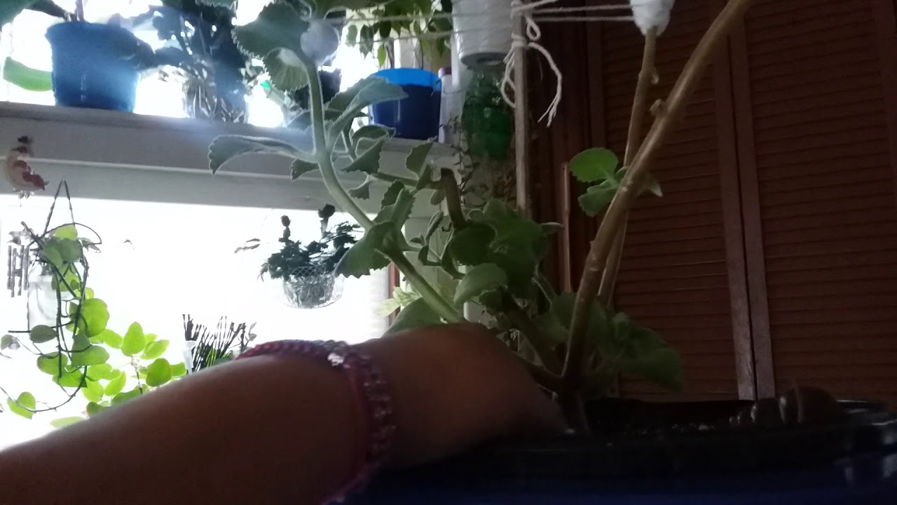 Planta de orégano orejón(Plectranthus amboinicus) - YouTube