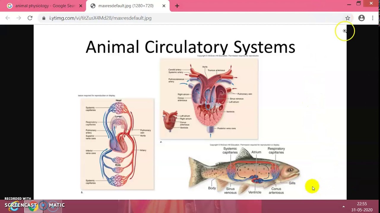 Introduction to Animal Physiology- by Dr.M.Madhavi _Professor Osmania ...