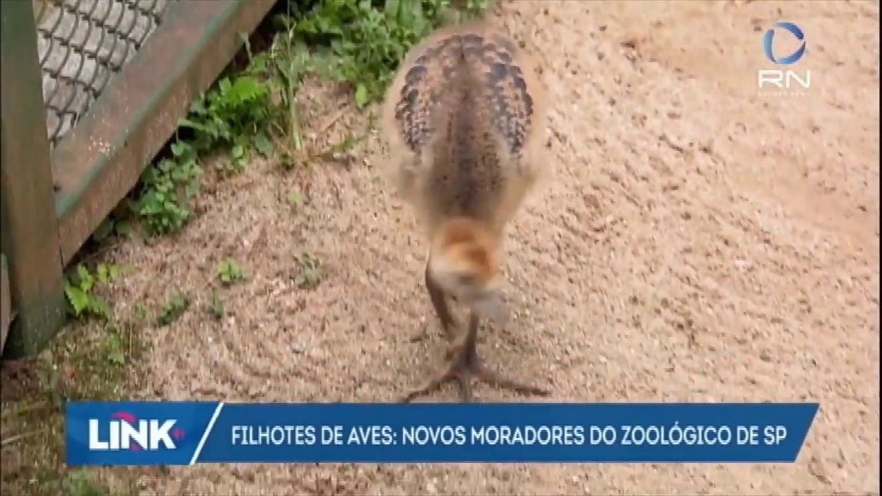 Conheça os filhotes de aves que serão atração no zoológico de São Paulo ...