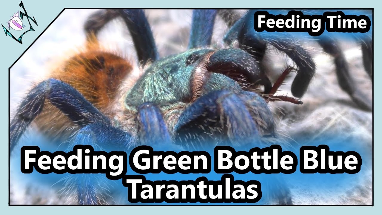 Feeding Green Bottle Blue Tarantulas - YouTube