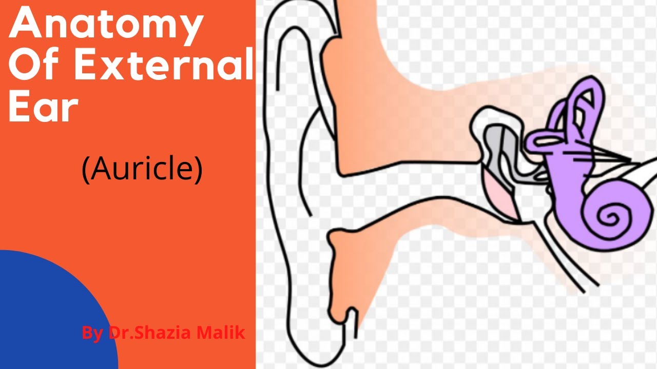 Anatomy of External ear (AURICLE) | 4th year MBBS | part 1 - YouTube