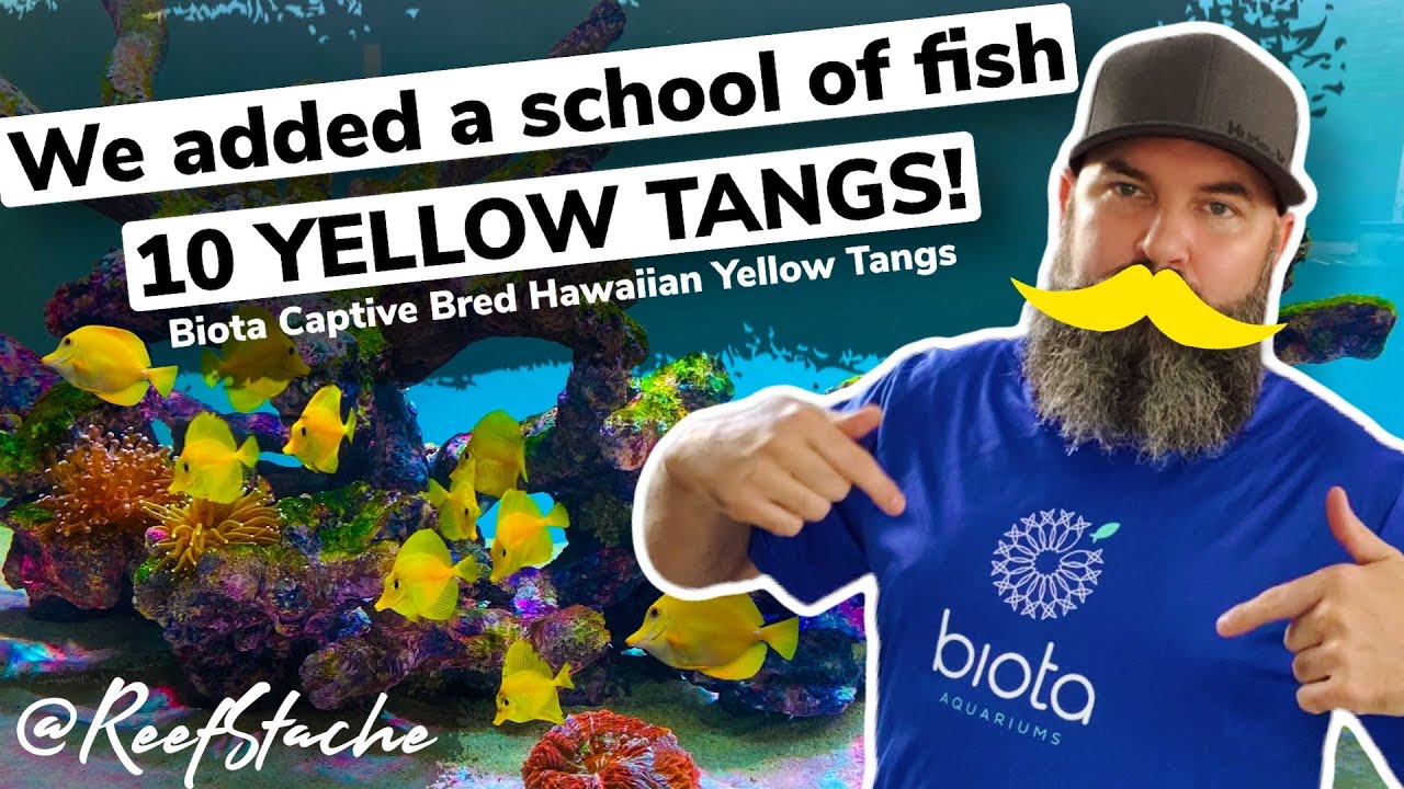 🐠 Adding a SCHOOL of Yellow Tangs to the Saltwater Reef Tank! - YouTube