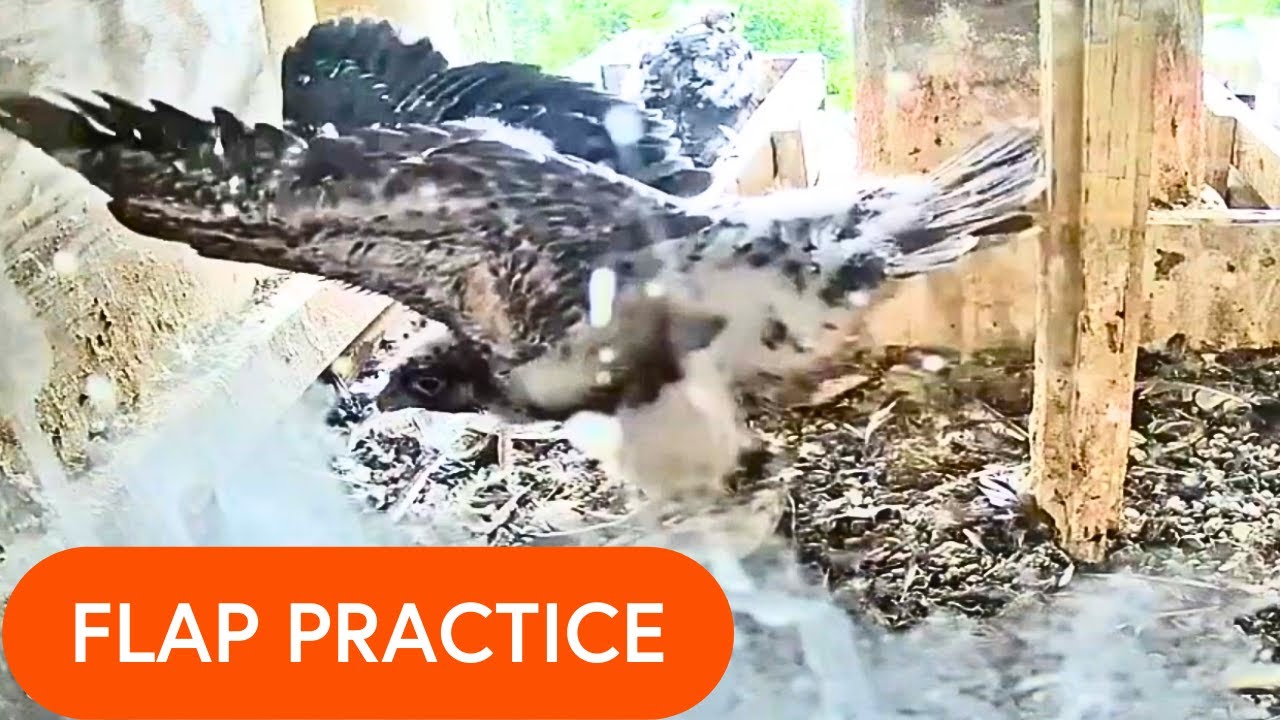 Wake up! It's time to flap your wings, falcons | BGSU Falcon Cam 2024 ...