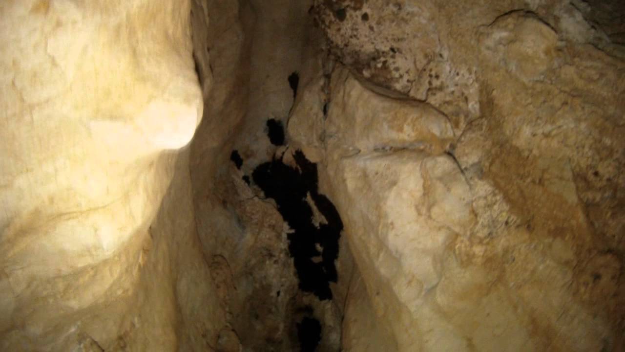 "To the Bat Cave" - Large Bent-Wing Bats in Mammoth Cave, Jenolan ...