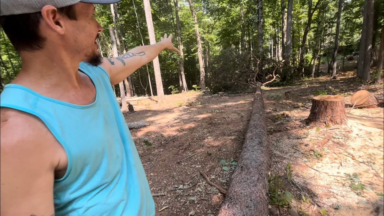 Strategically Felling the 2nd Huge Pine Tree of The Cabin WorkShop Build - YouTube