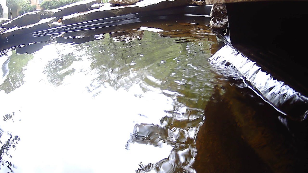 Live frog cam, can you find him? or her? - YouTube