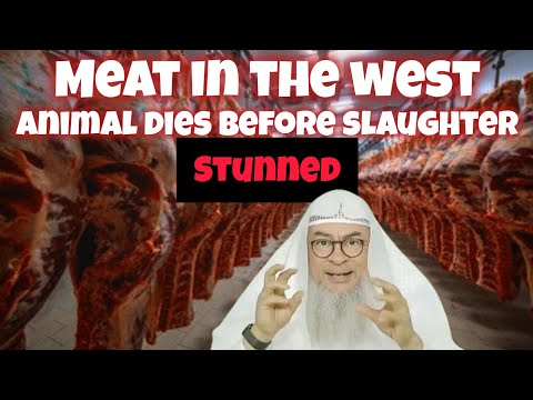 Eating meat in the west where animal may die before slaughter cuz of stunning #Assim assim al hakeem