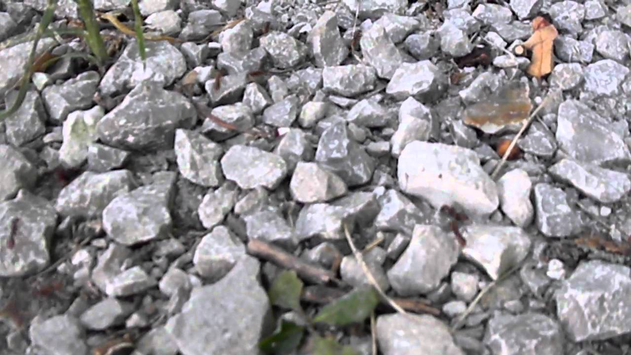 Big Red Ants in Indiana - YouTube