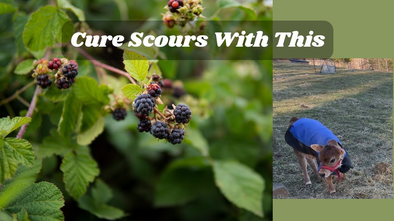 Natural Solutions: Treating Scours in Calves and Cows Without ...