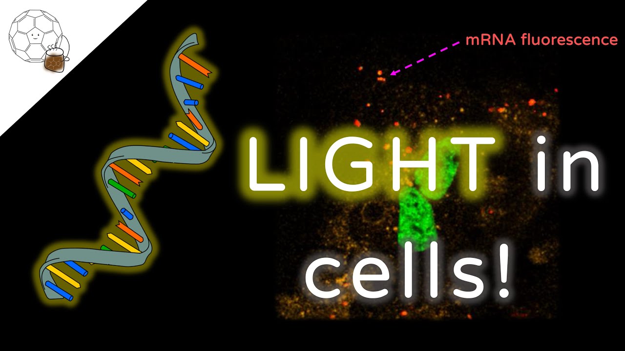lights on in cells! fluorescent mRNA, trackable in cells - YouTube
