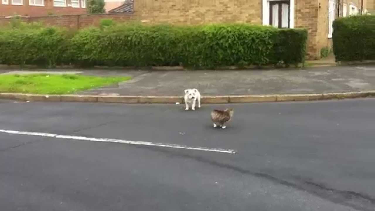 funny CAT and DOG CHASE - YouTube