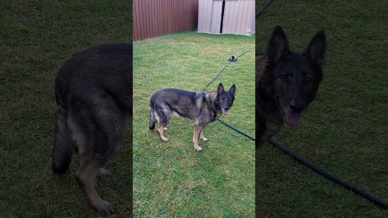 What Is Dm In German Shepherd Dogs