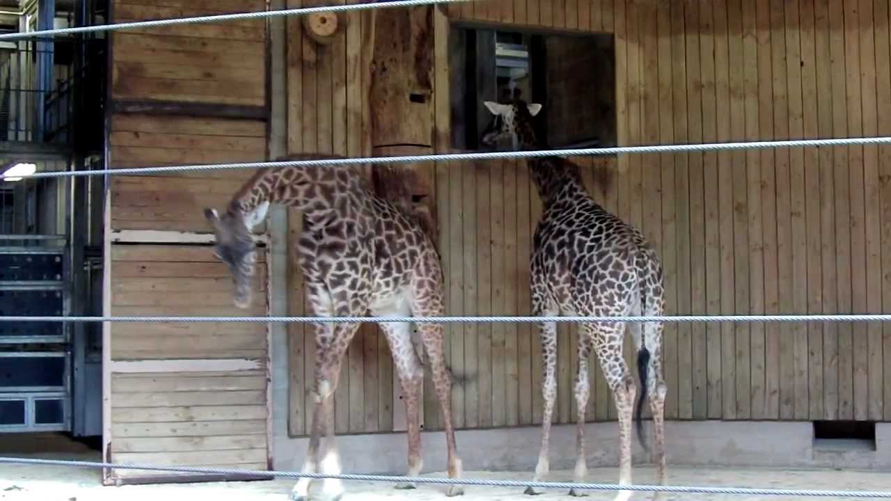 roger williams park zoo rhode island ri - YouTube