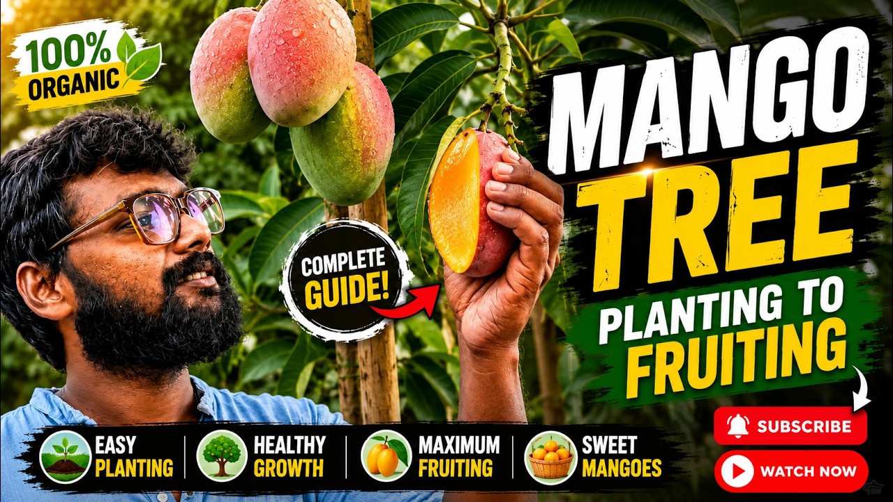 Mango Tree: Planting to Fruiting||Complete Guide - YouTube