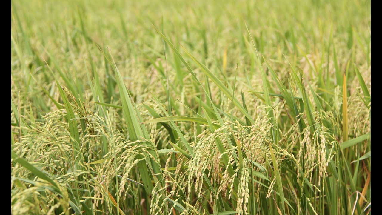 Crystal Rice in Cambodia - YouTube