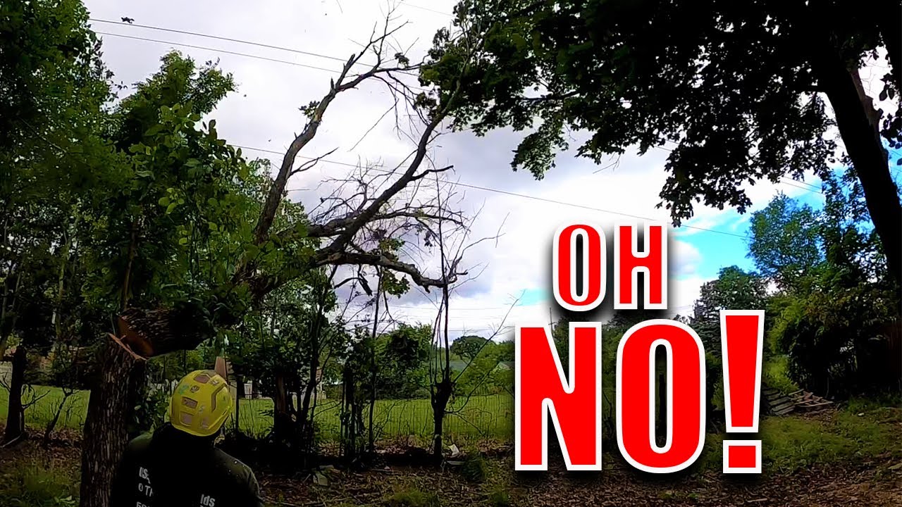 Clearing Out Trees Near A Fence line - YouTube