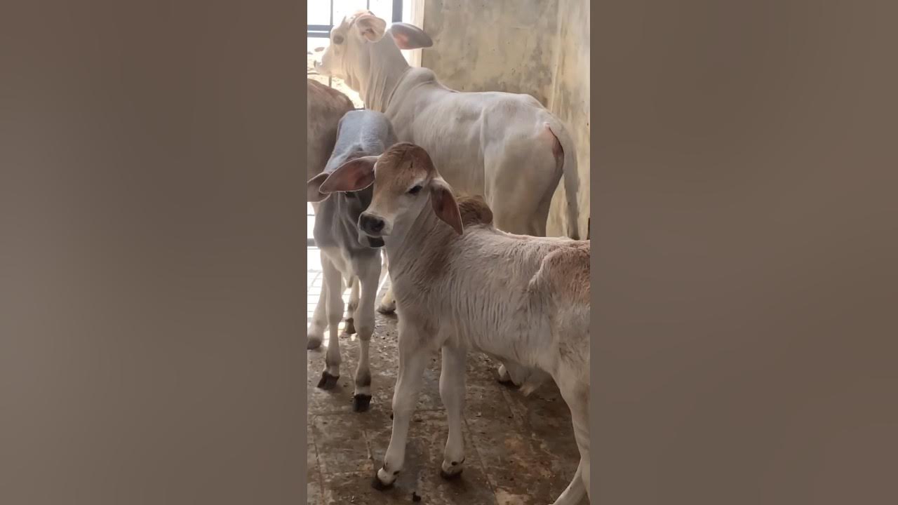 Surya dairy farm cow baby 🐄 tharparkar #farm # desi cow #youtubeshorts #cow #dairyfarm - YouTube