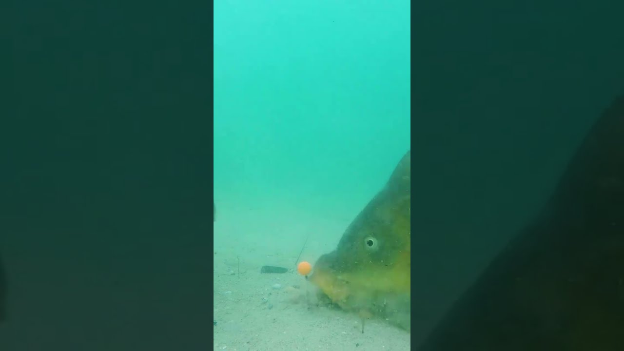 Carp kissing - YouTube