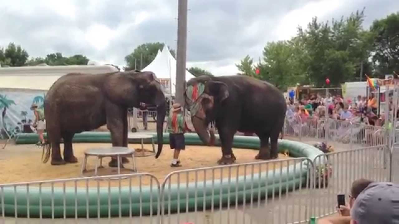 Elephant Show at the County Fair 2014 - YouTube