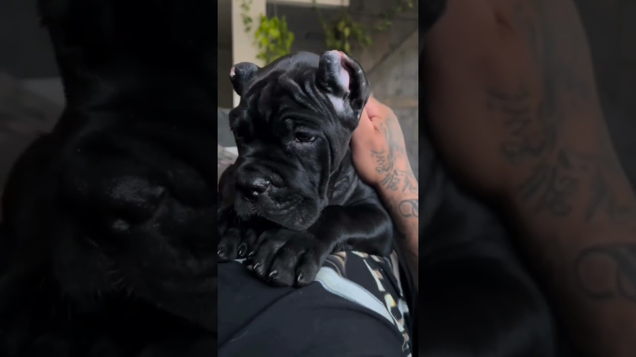 Ghost's baby 👻 black monster 👹 American PitBull Dog 🐶|Ragu Pets Vlog ...