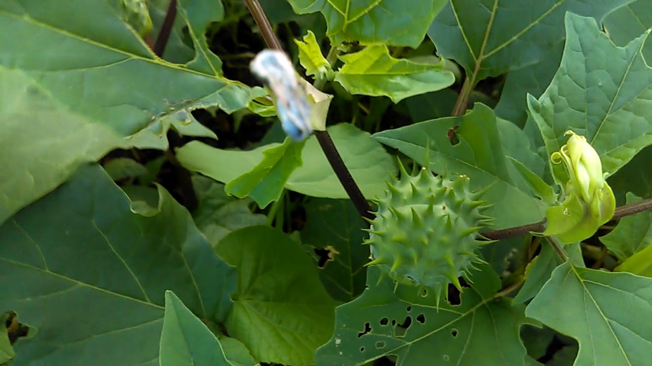 Datura Stramonium ( Jimsonweed ) herb in Hindi - YouTube