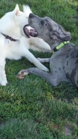 happy farts at the dog park Kayse and his Great Dane friend #husky # ...