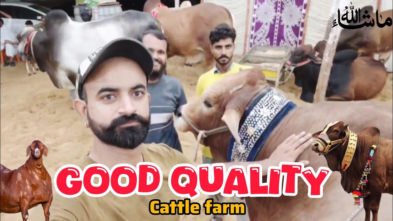 Good Quality Cattle Farm Cattle Explore - YouTube