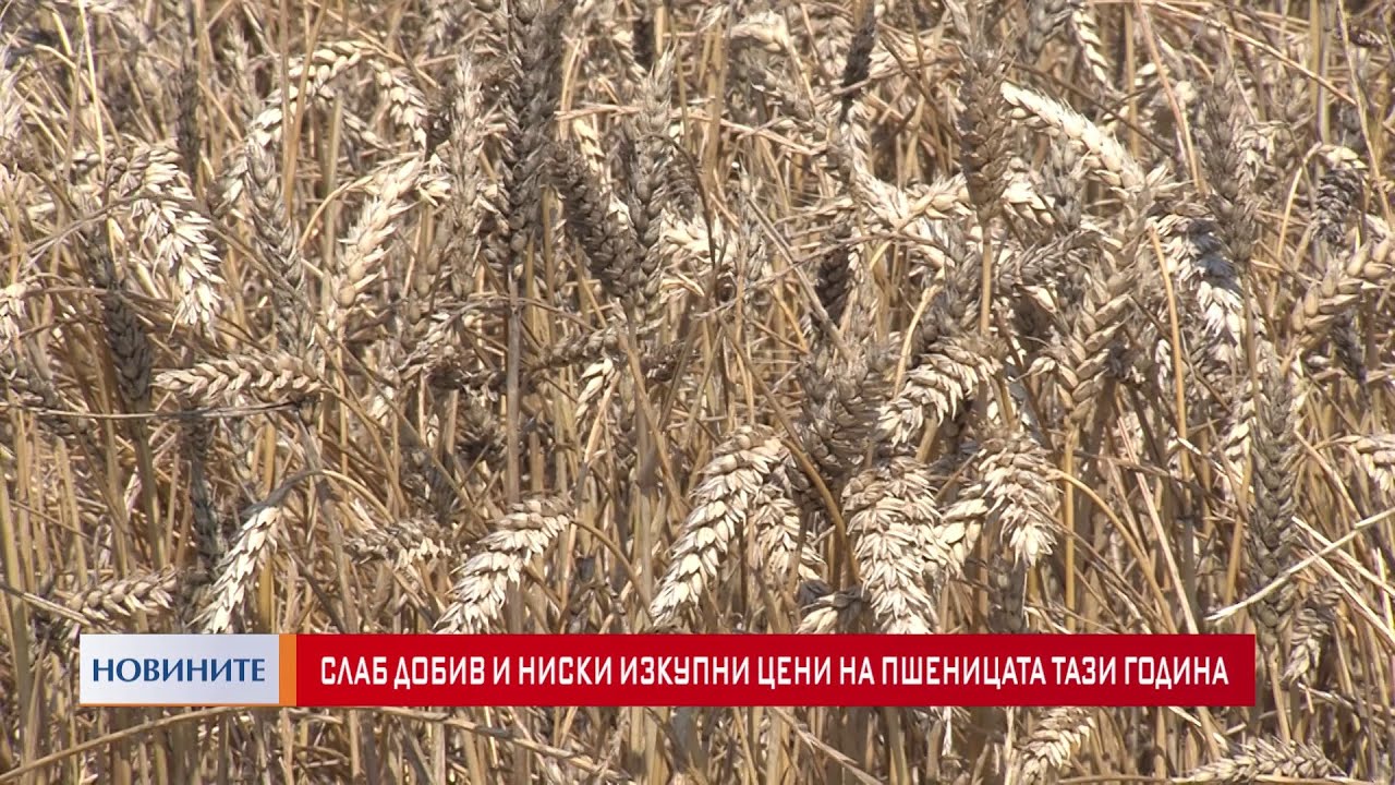 Слаб добив и ниски изкупни цени на пшеницата тази година Youtube