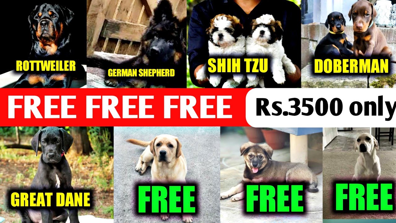 FREE ADOPTION || 3 DOG FOR FREE || Great dane | Gsd | shih tzu ...