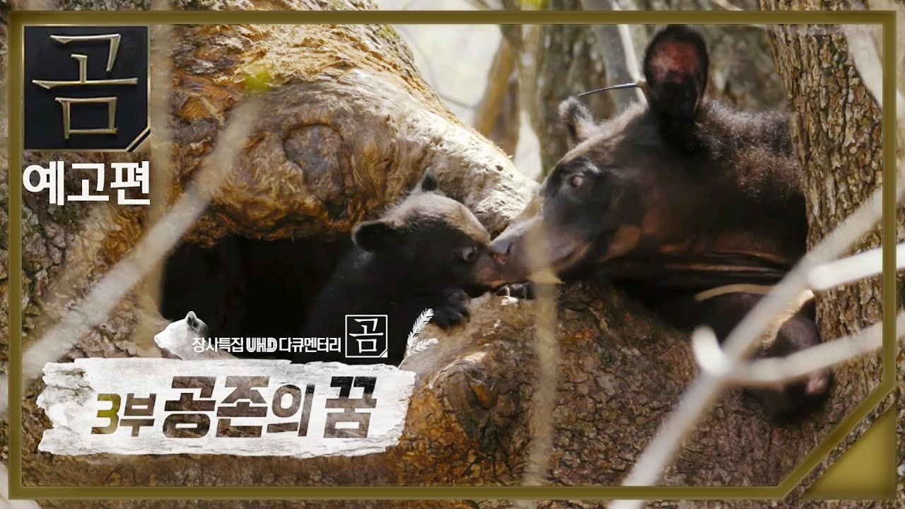 [Documentary Bear] - Preview EP03 20190211 - YouTube