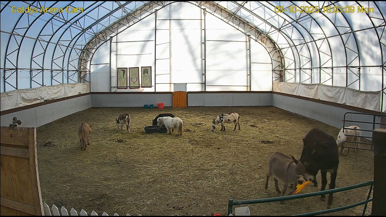 Goldy's Arena. MaxBrays!Arthur&ClarkPlayW/SqueakyChicken.HiNick&ET ...