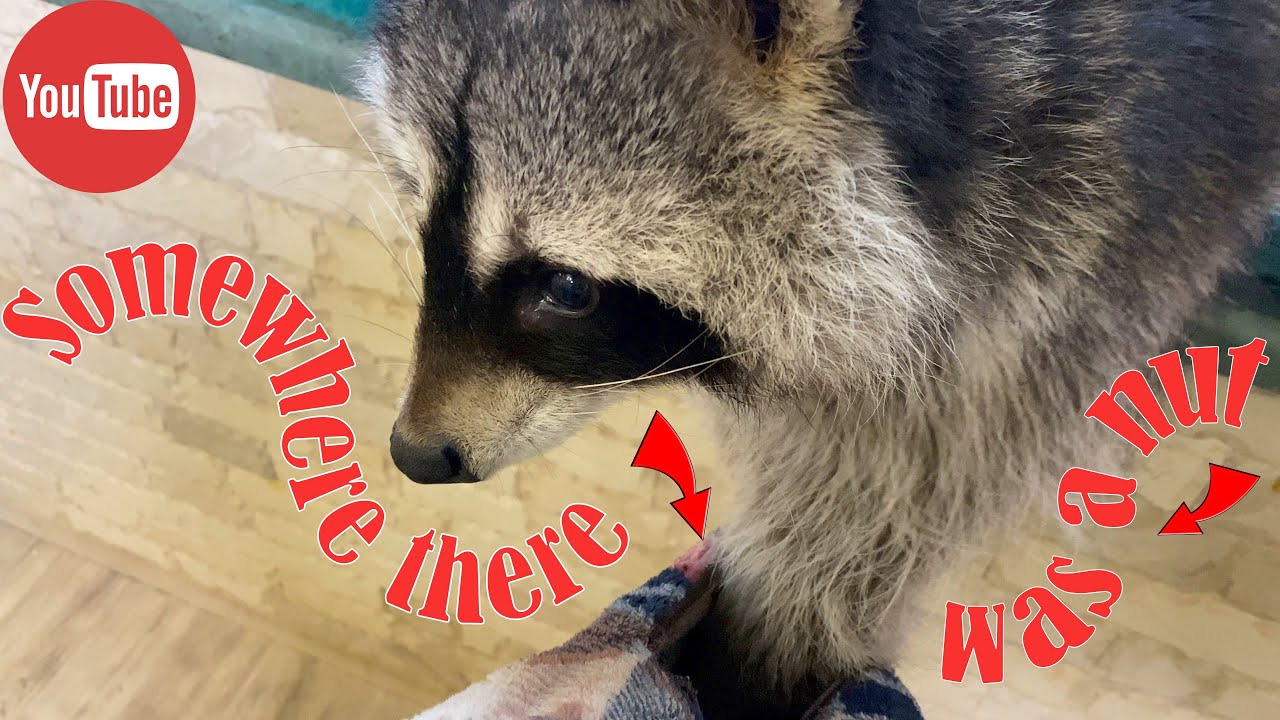 The raccoon rummaging through my pockets looking for parrot nuts. - YouTube