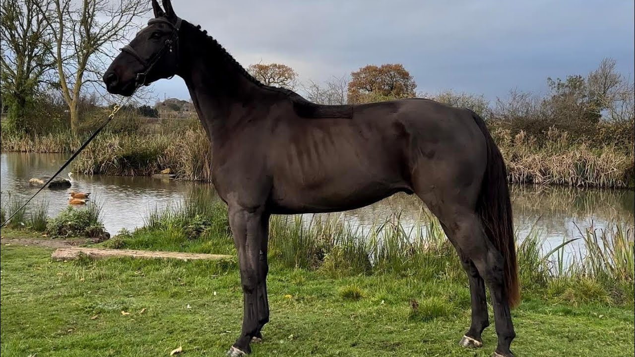 Bobby - jumping & flat work - YouTube