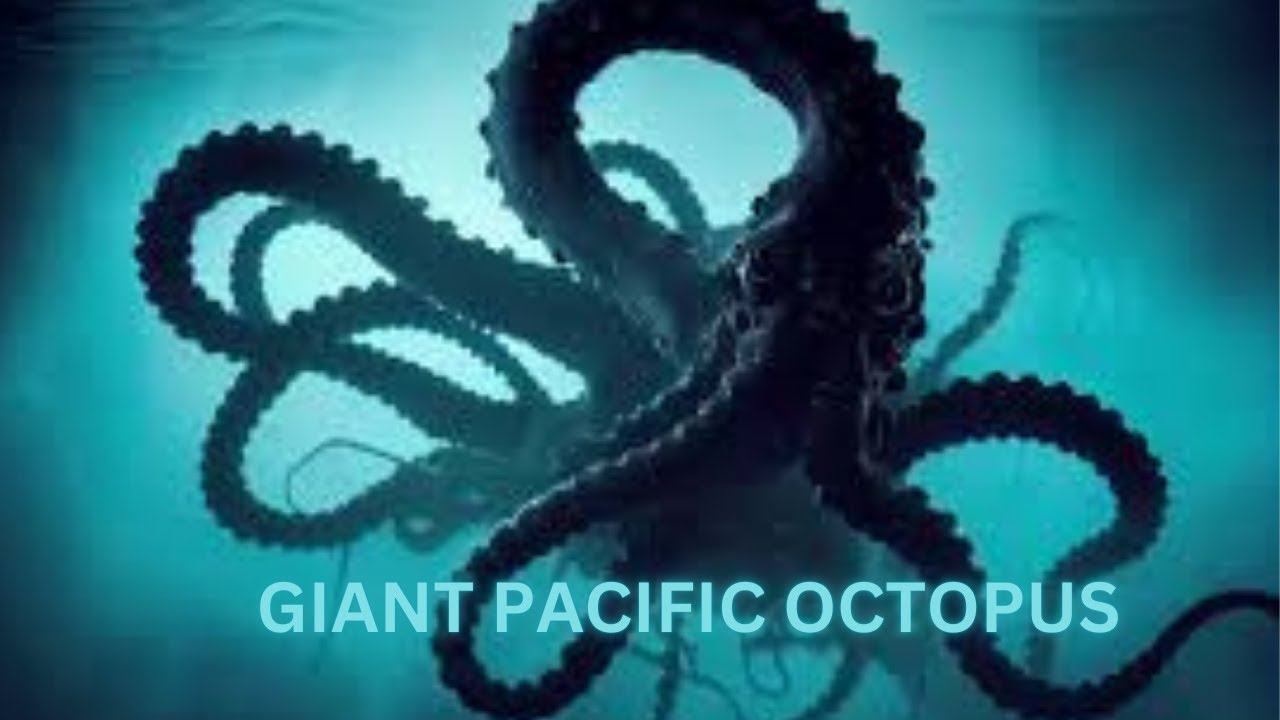 Discovering the Giant Pacific Octopus: The Ocean’s Master of Disguise ...
