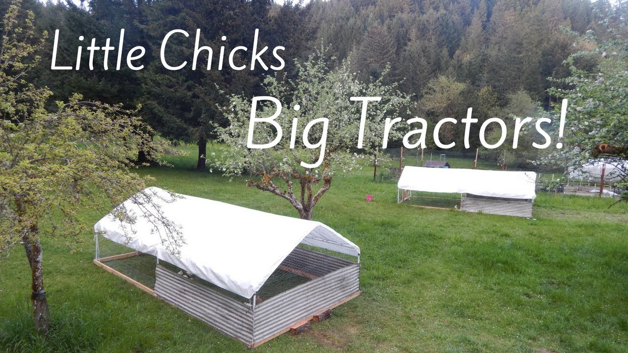 Moving the Chicks to Pasture | Chicken Tractor - YouTube