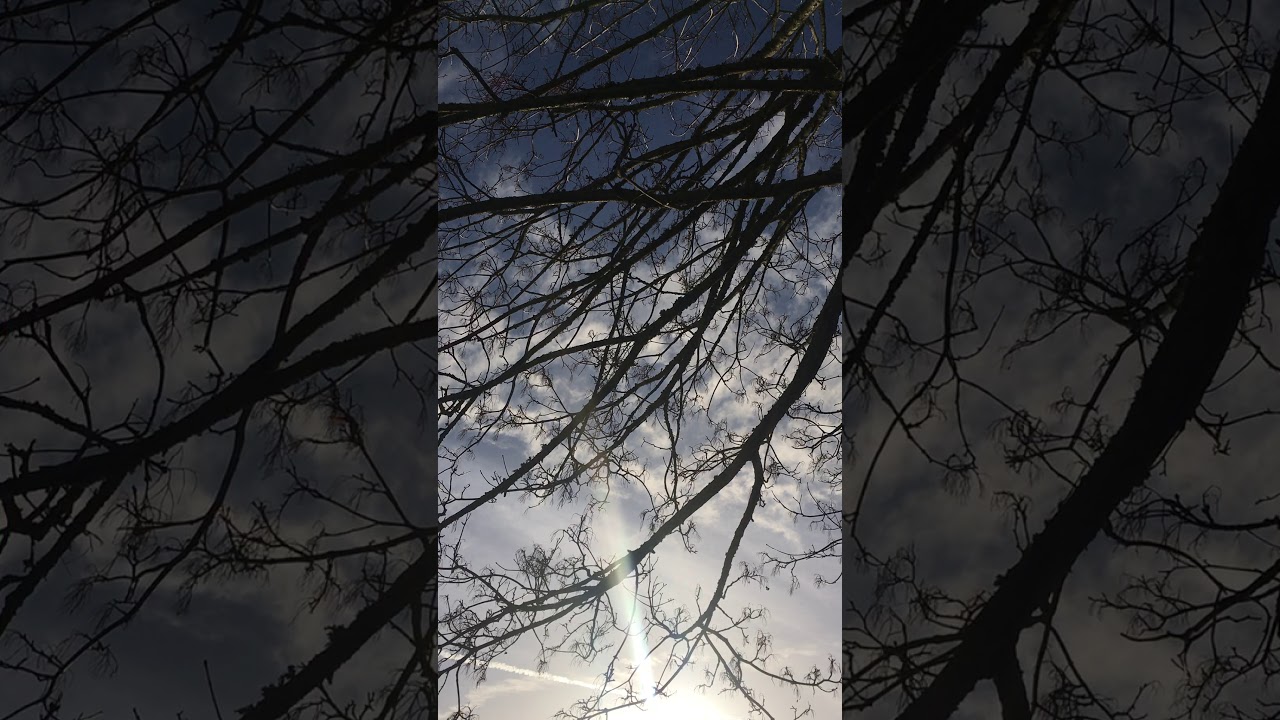 Norway Maple - branches & twigs in the sun - January 2020 - YouTube