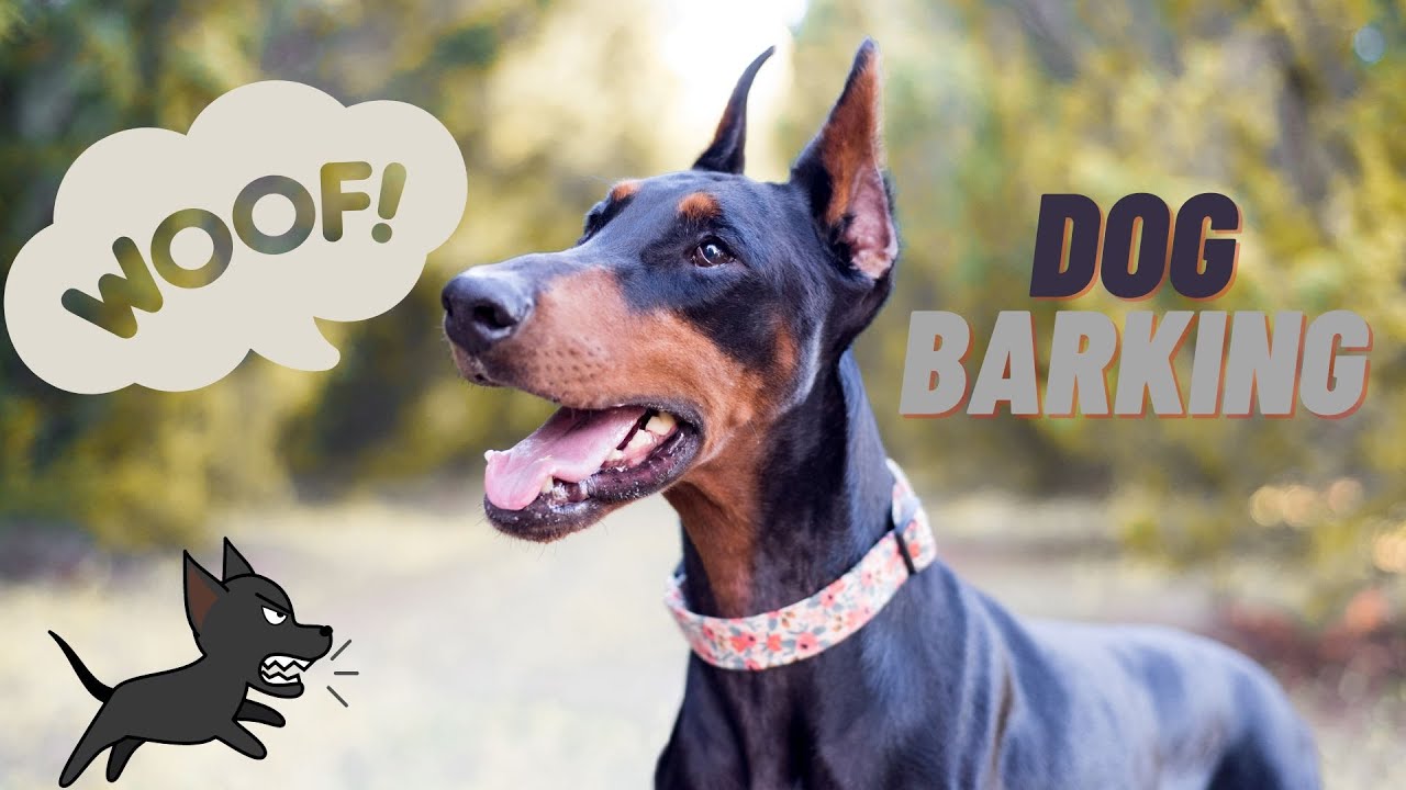 Dog sounds | Doberman noises video | Loud barking of dogs one hour ...
