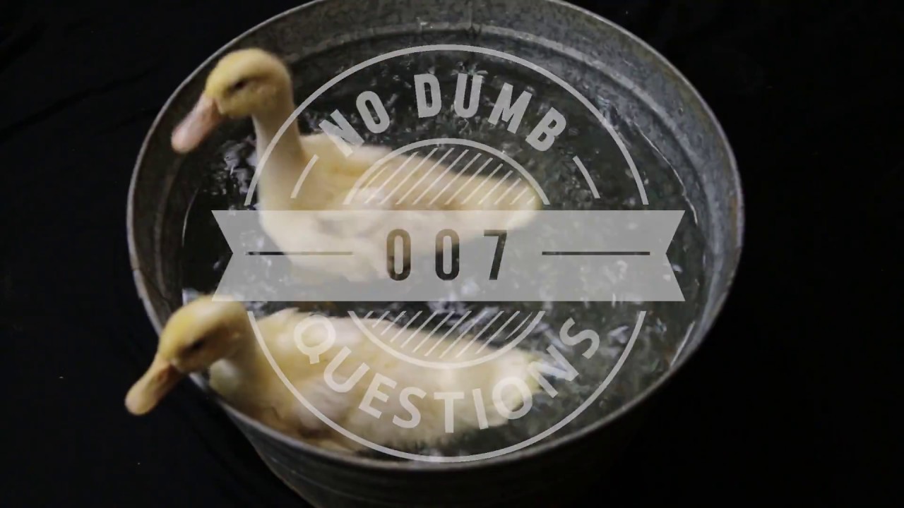 No Dumb Questions 007 - Body Slamming People on Airplanes (James Bond ...