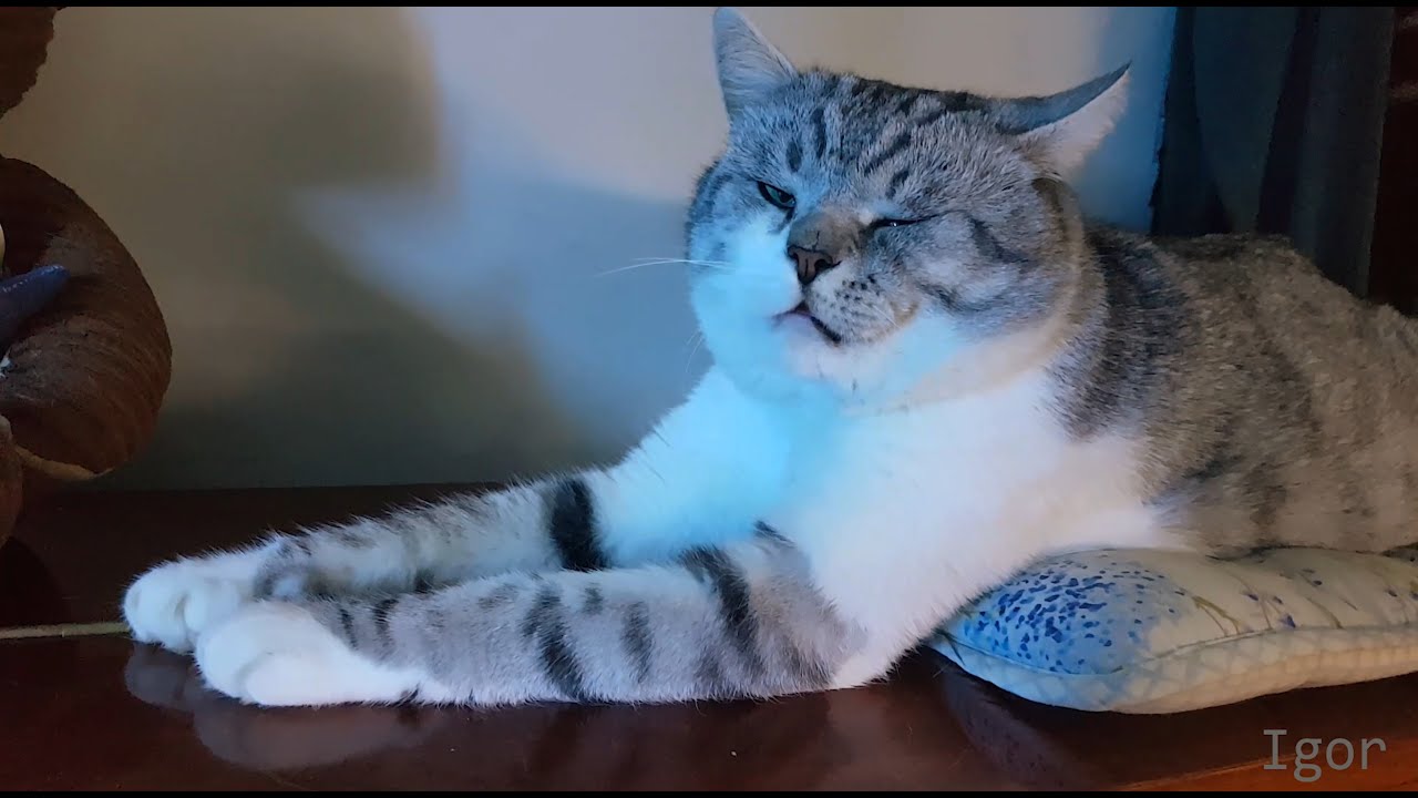 💗IGOR CUTE CAT #kittten #kittens #kittenvideos - YouTube