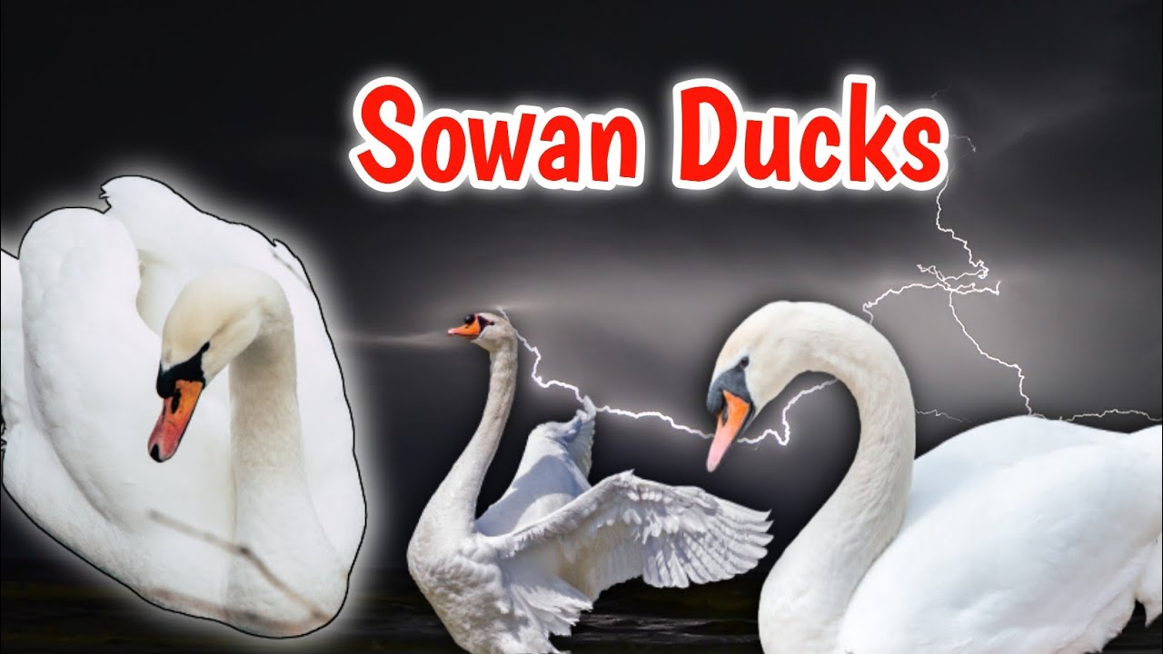 Sowan's Nest and hatching of cygnets | Most Beauty of sowan ducks ...