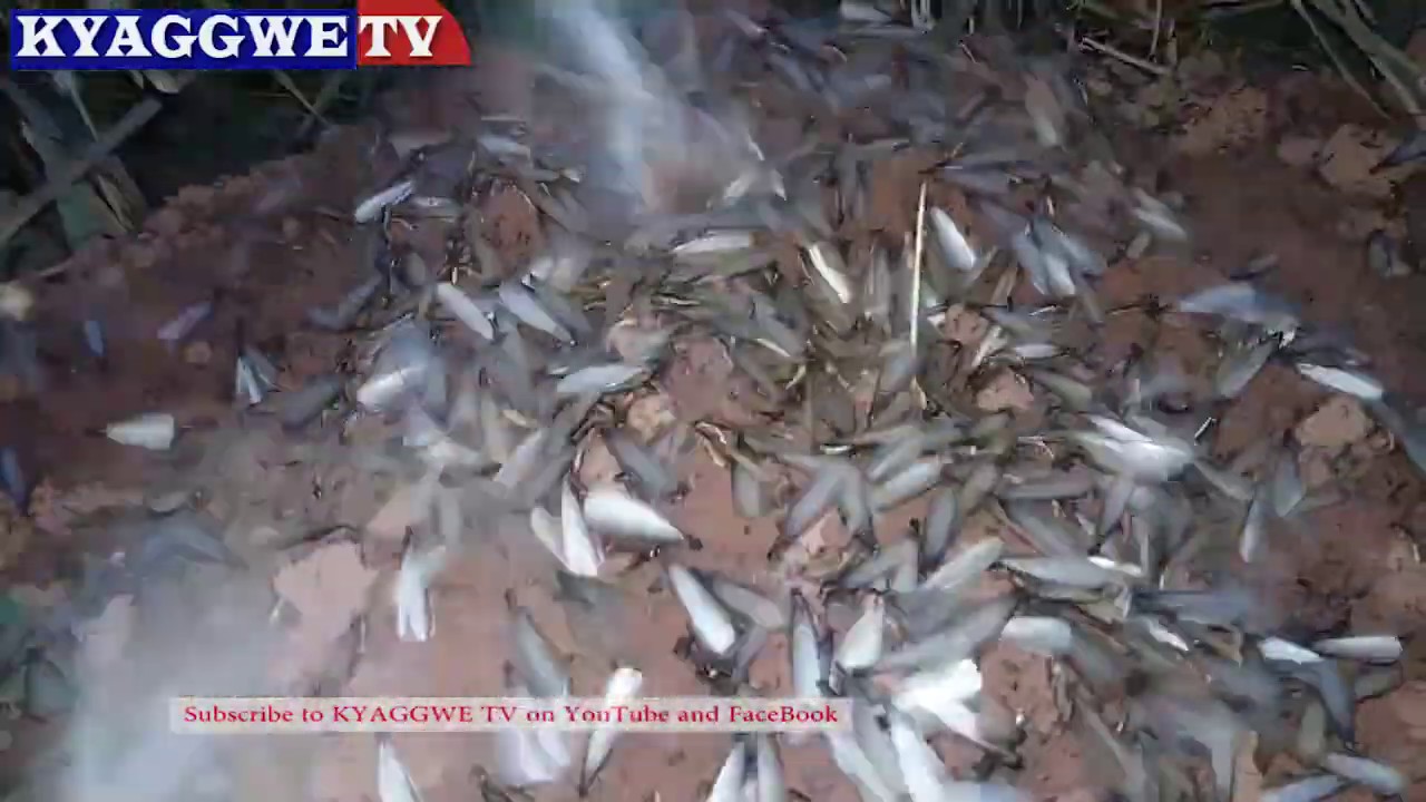 Enswa Entunda - YouTube