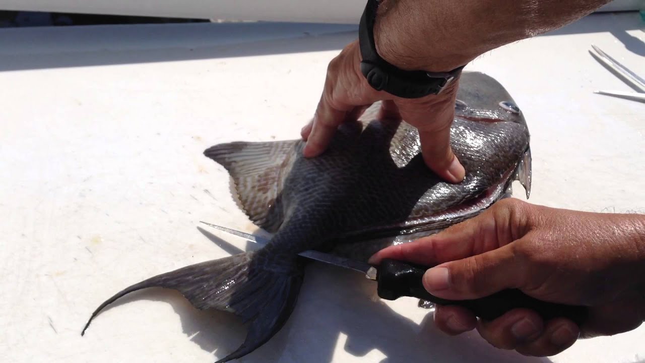 How To Filet a Triggerfish - YouTube
