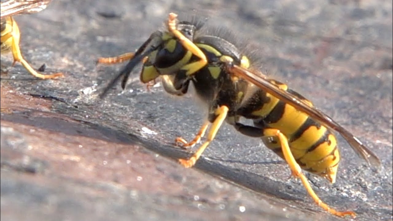 SONY RX10 IV slomo 250fps Wasp in action, Deutsche Wespen in Aktion ...