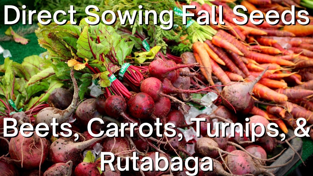 Fall Seeds - Direct Sowing for Carrots, Turnips, Beets, & Rutabagas ...