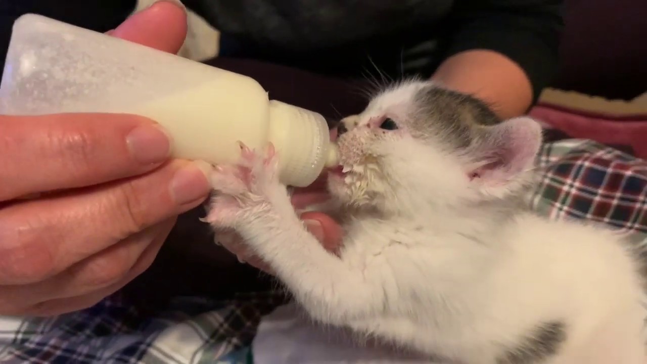 Feeding Kitty - YouTube