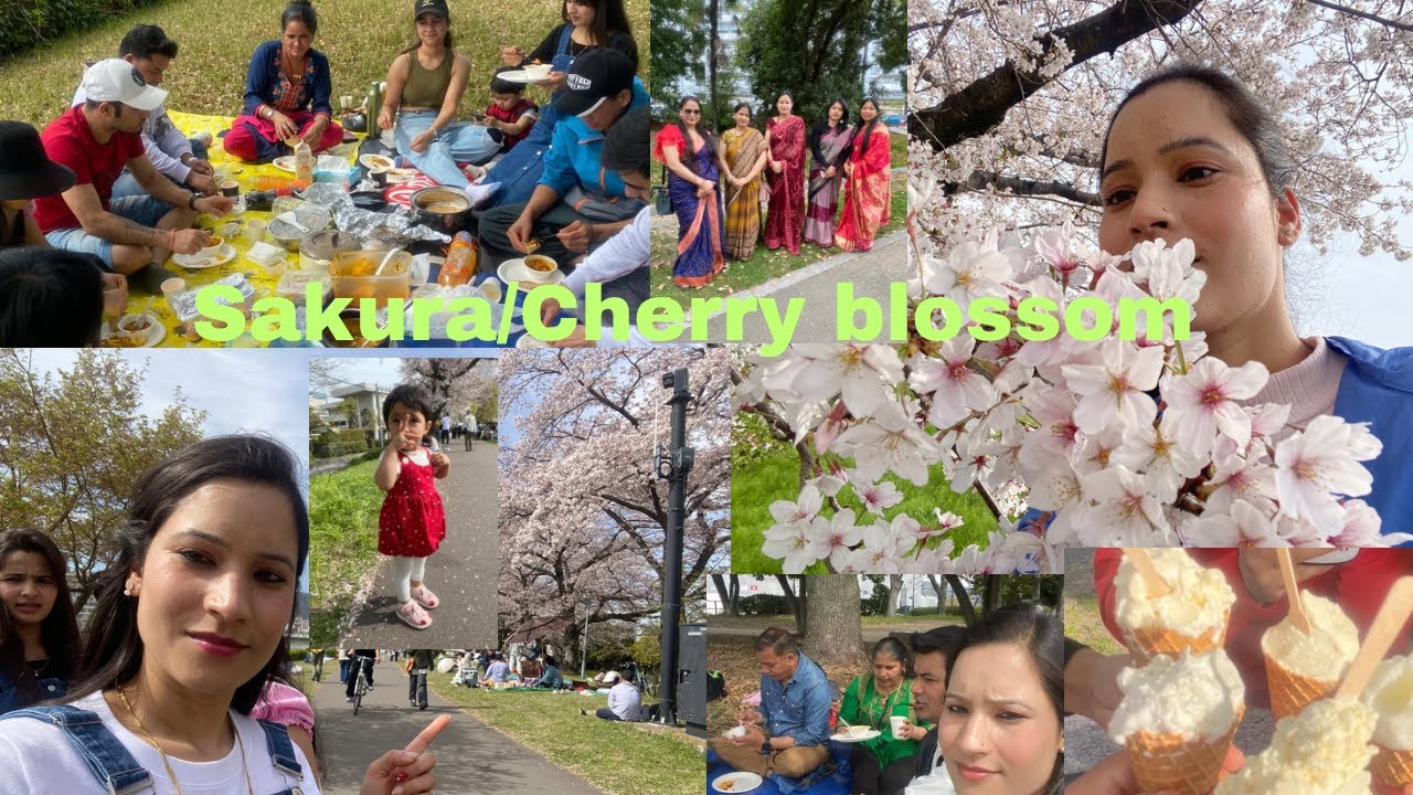 Spring in Japan🤗 ||cherry blossom blooming ||sakura || Hanami 🌸🌸 ...