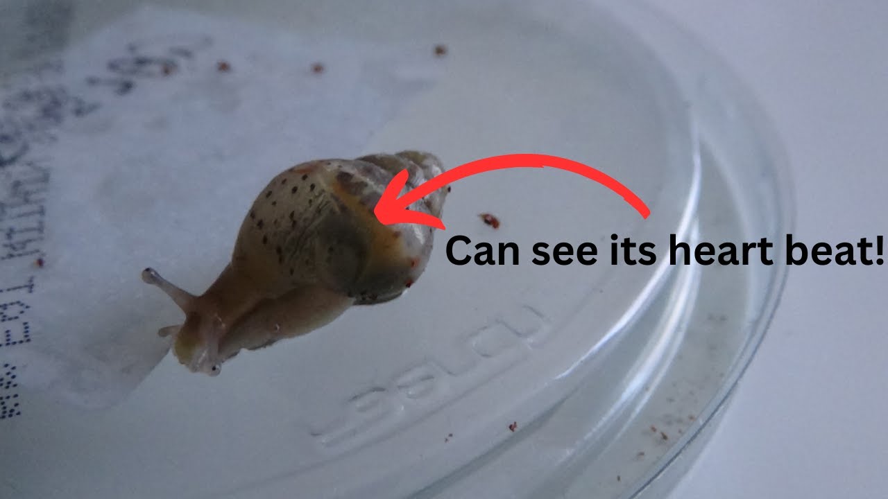 We Can See a Giant African Land Snail's Heart Beat - YouTube