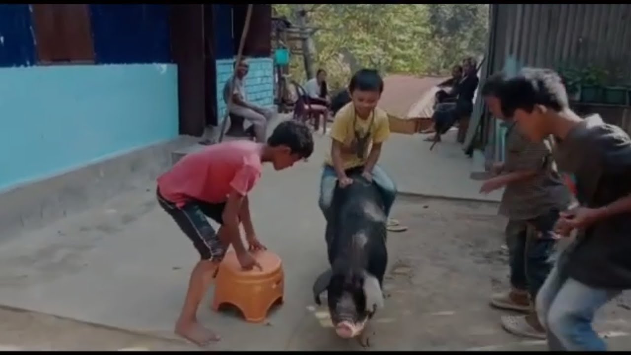PIG RIDING - YouTube